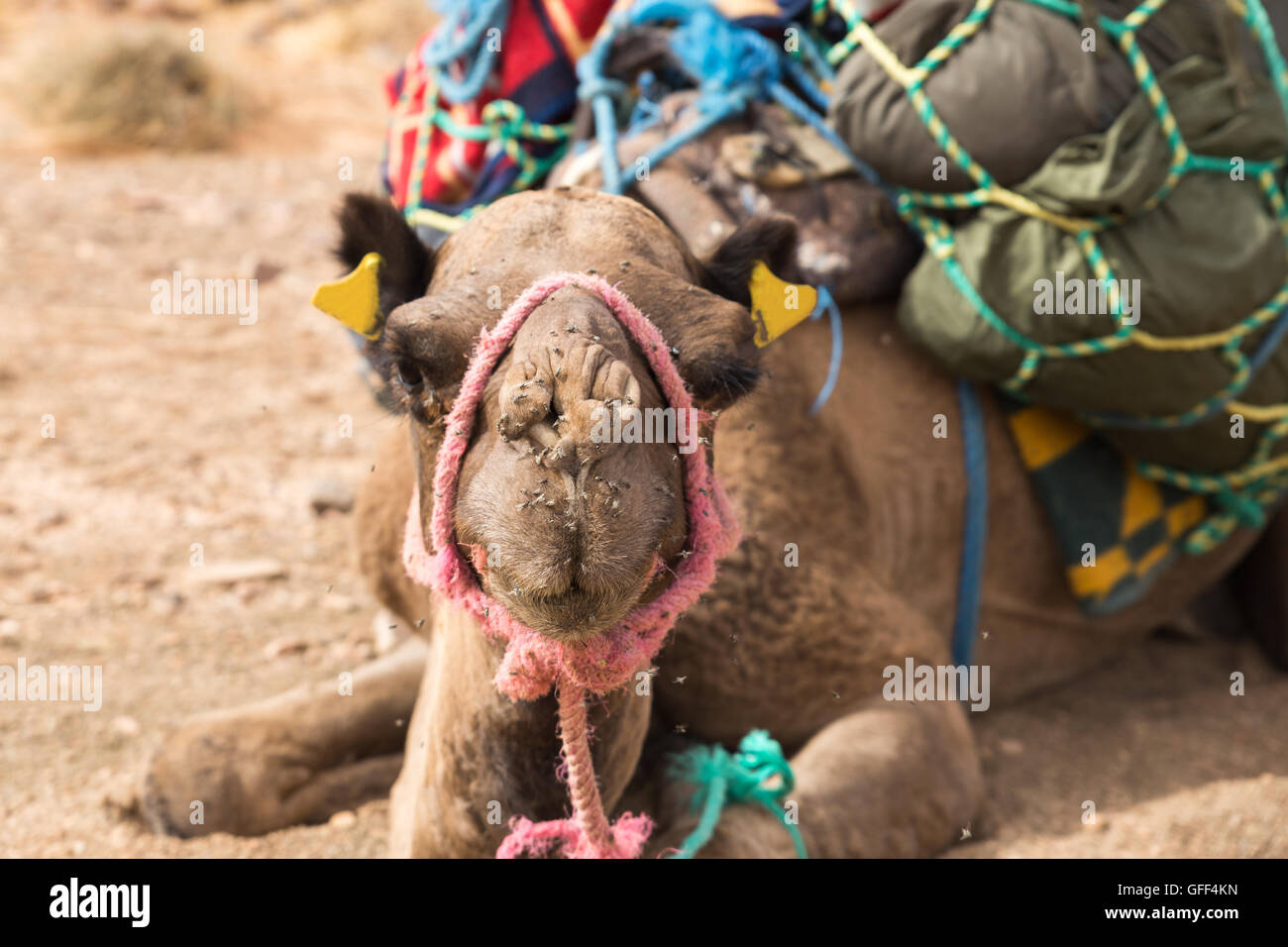 flies on camel head Stock Photo - Alamy