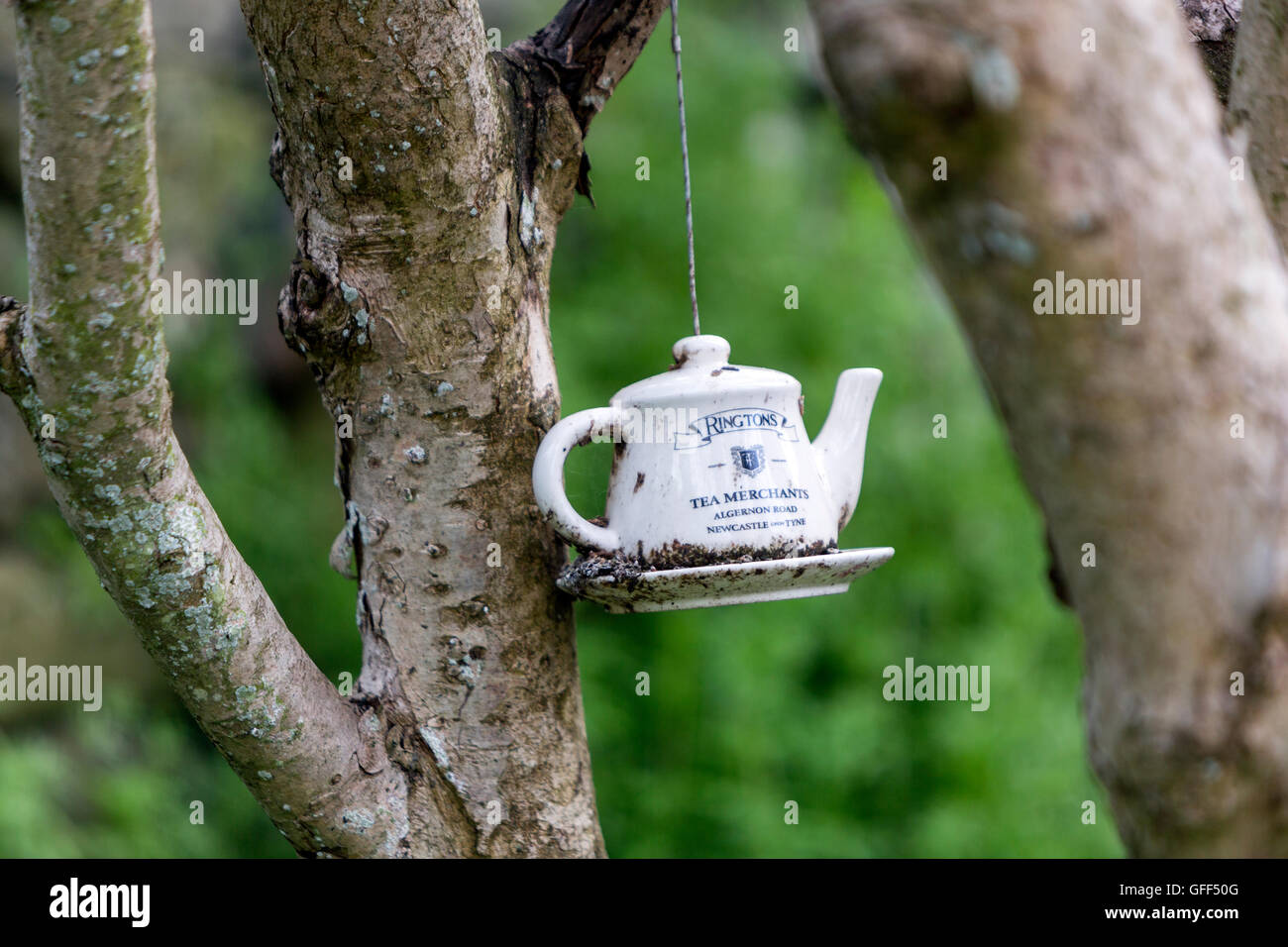 Teapot hanging on a tree as a bird feeder in The Holy Island of ...