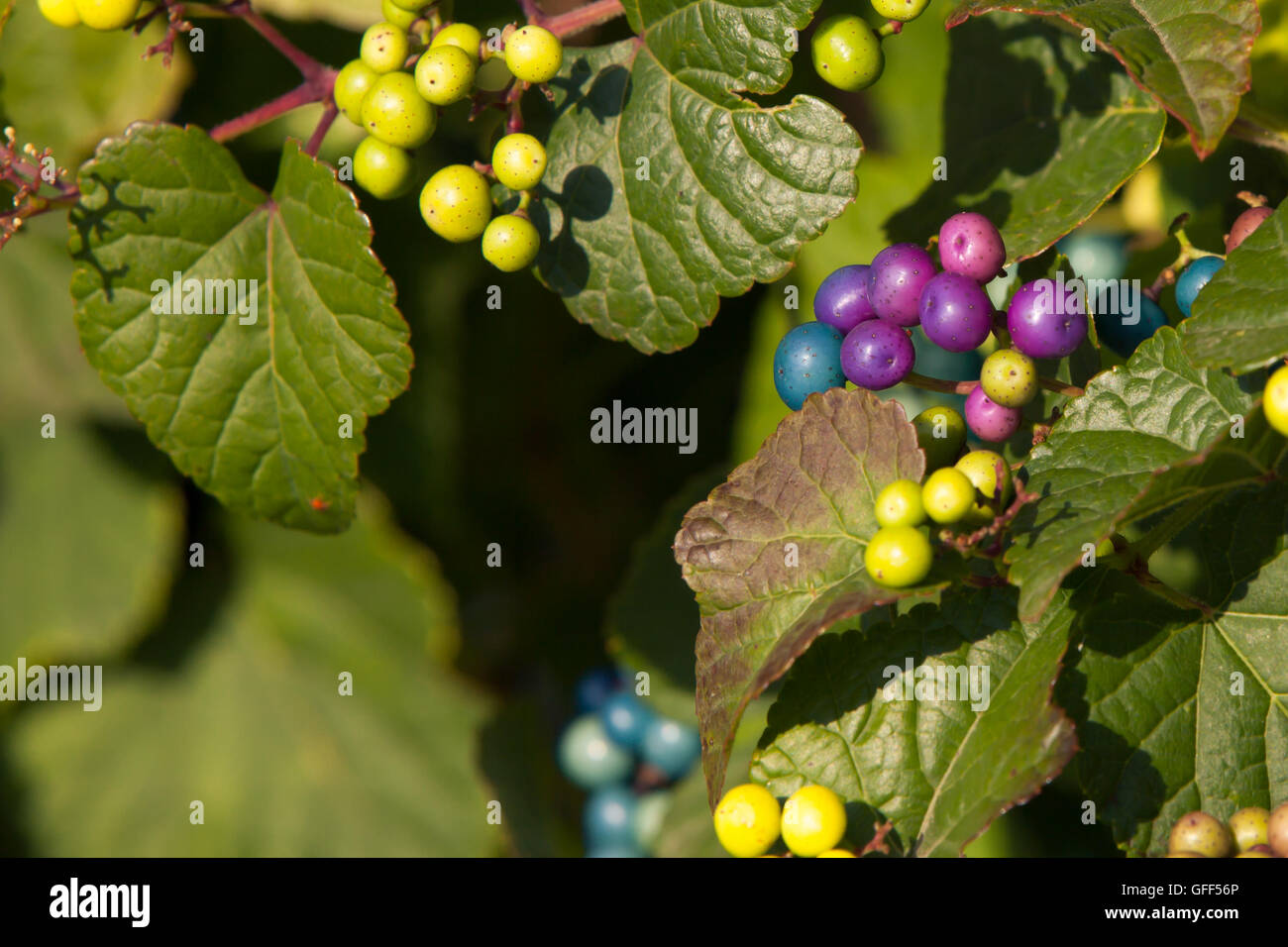 Porcelain berry vine hi-res stock photography and images - Alamy