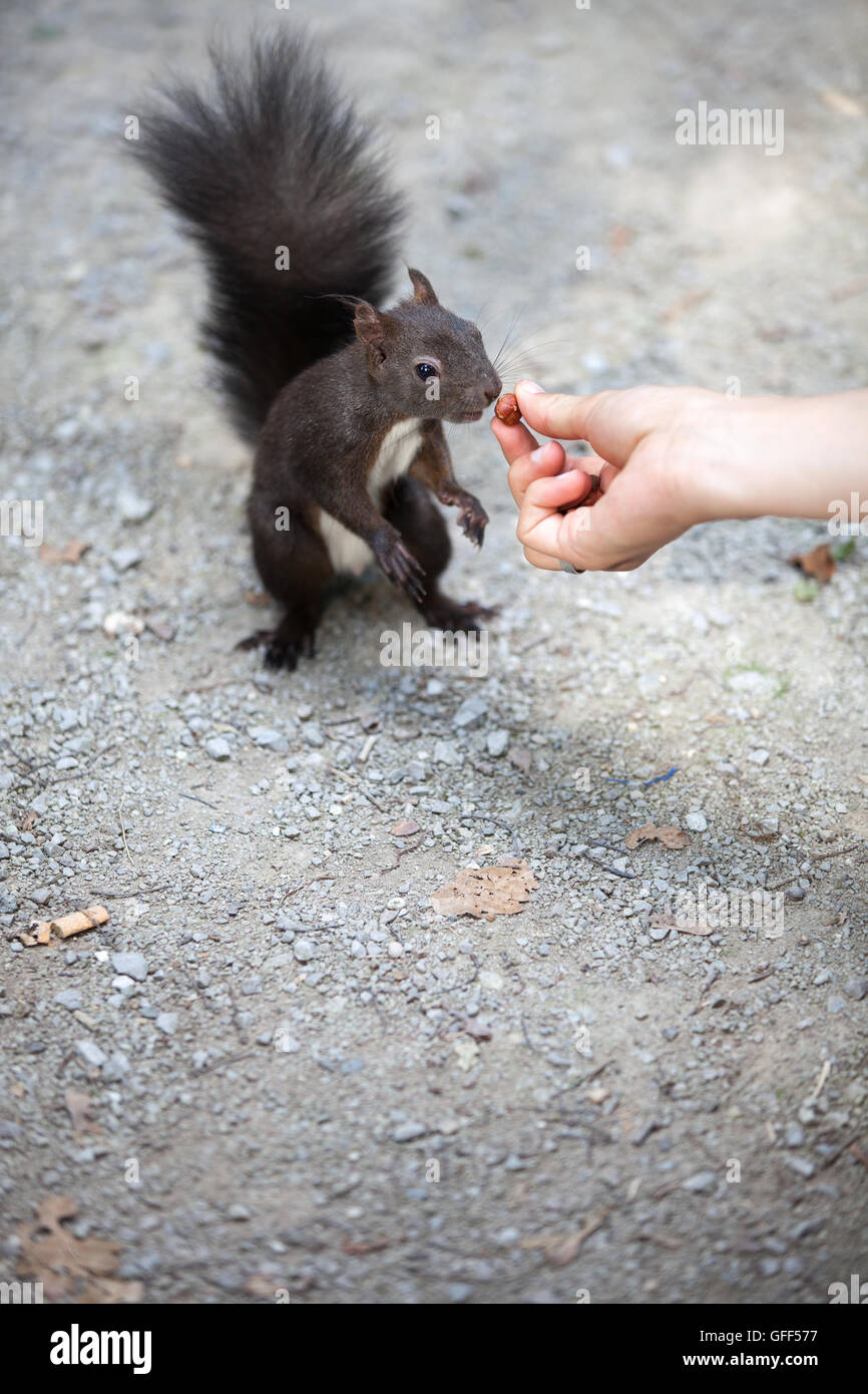 Little squirrel (Sciurus vulgaris) in the park takes a nut Stock Photo ...