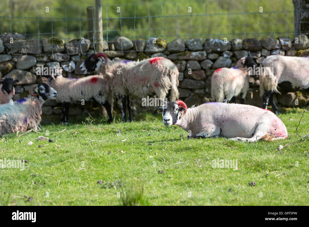 Marking sheep with paint hi-res stock photography and images - Alamy
