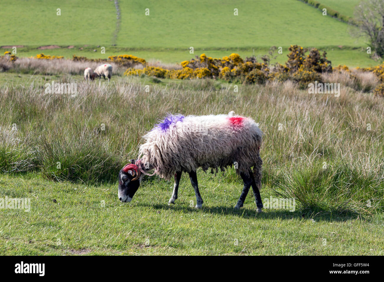 Marking sheep with paint hi-res stock photography and images - Alamy