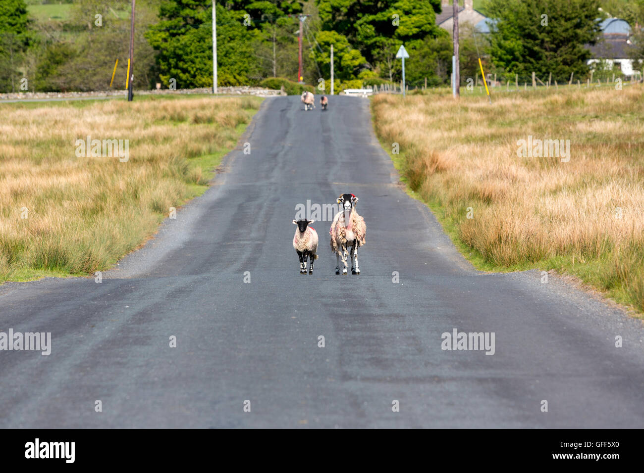 Marking sheep with paint hi-res stock photography and images - Alamy