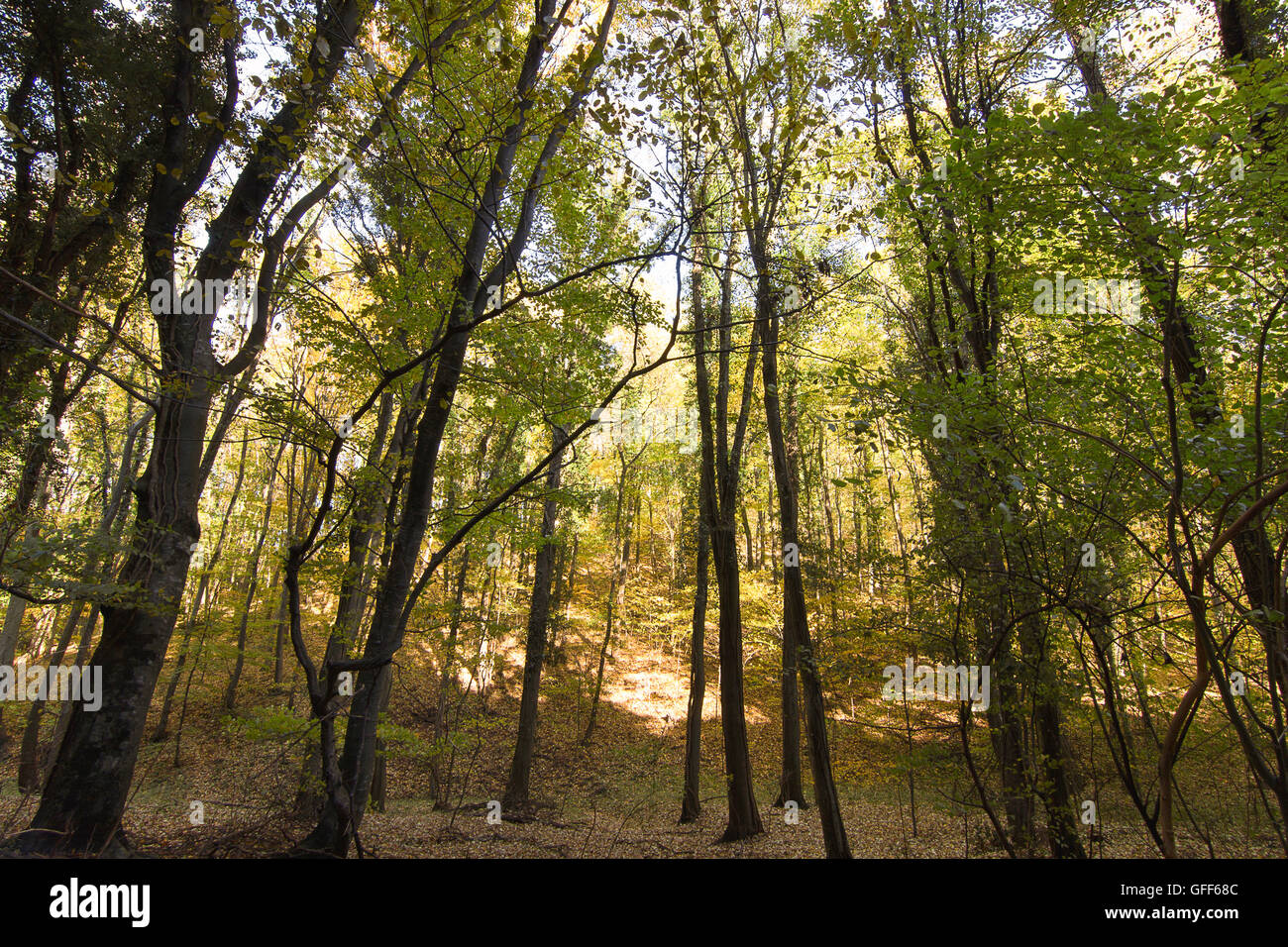 Magical autumn forest, Autumn colors, Autumn trees Stock Photo - Alamy