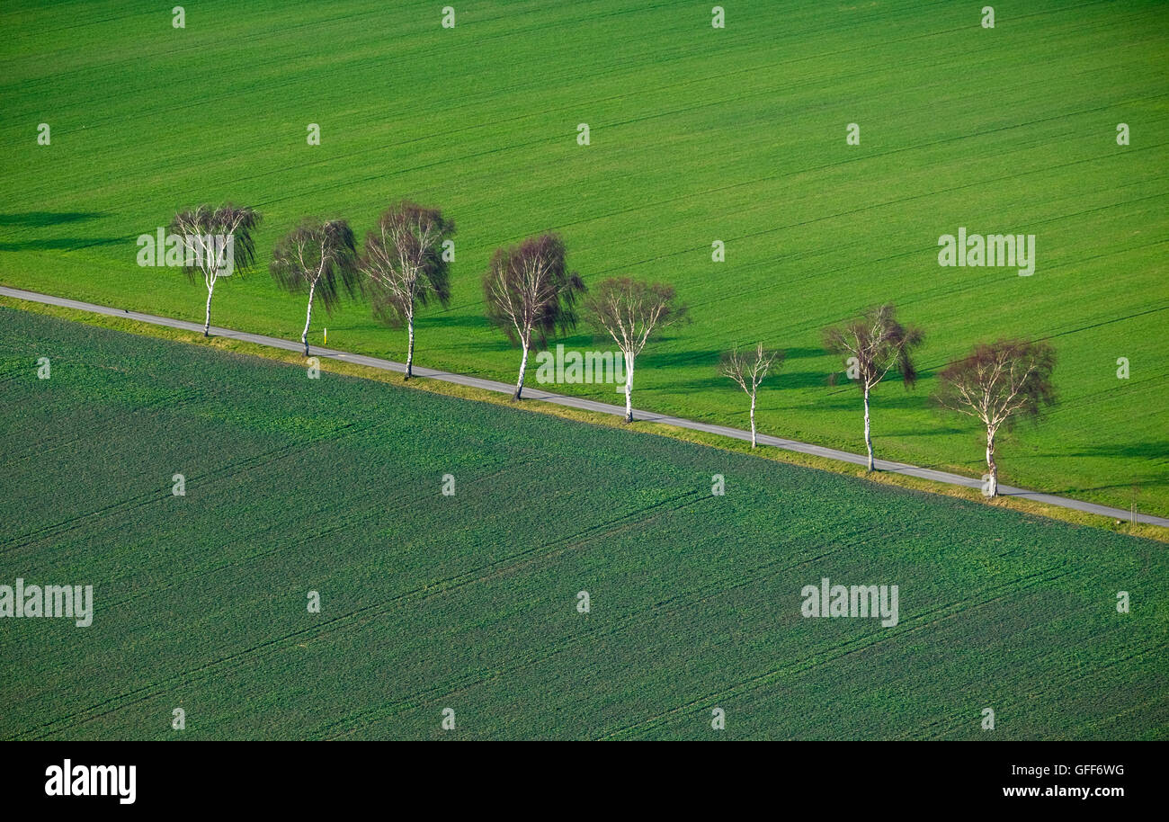 Aerial view, rows of trees on paved roads, winter crops, arable land ...