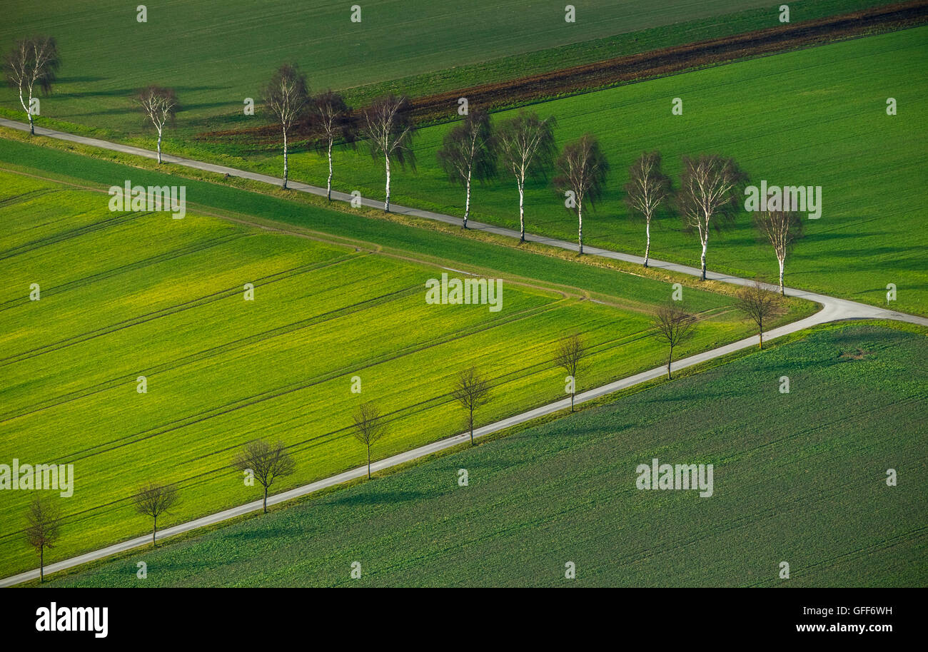 Aerial view, rows of trees on paved roads, winter crops, arable land ...