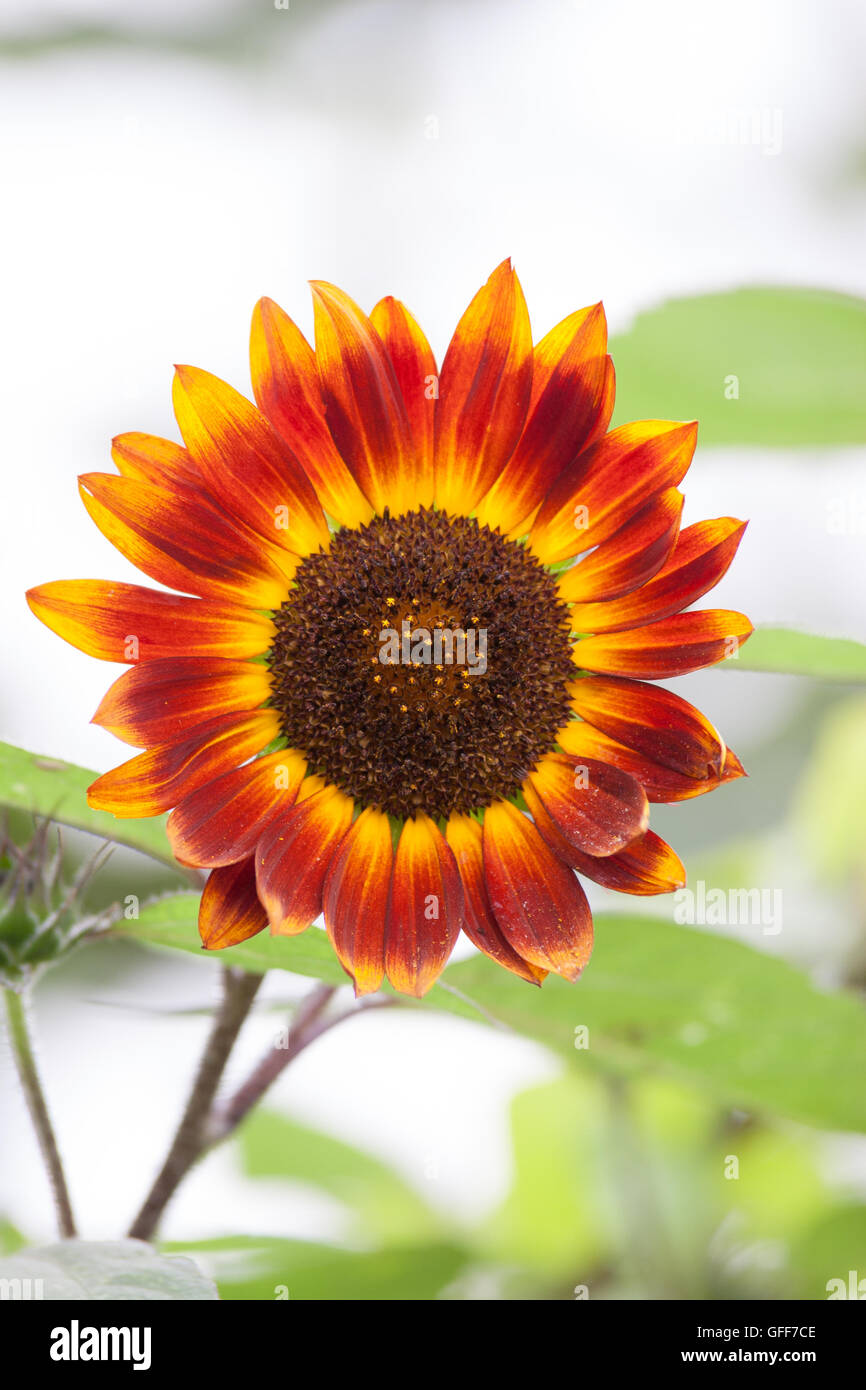 Red sunflower in full bloom Stock Photo - Alamy