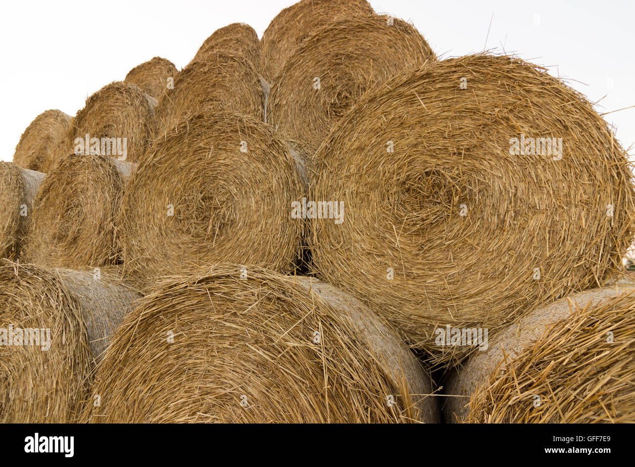 Straw bales on farmland. Bale of straw. Straw bales. Selective focus ...