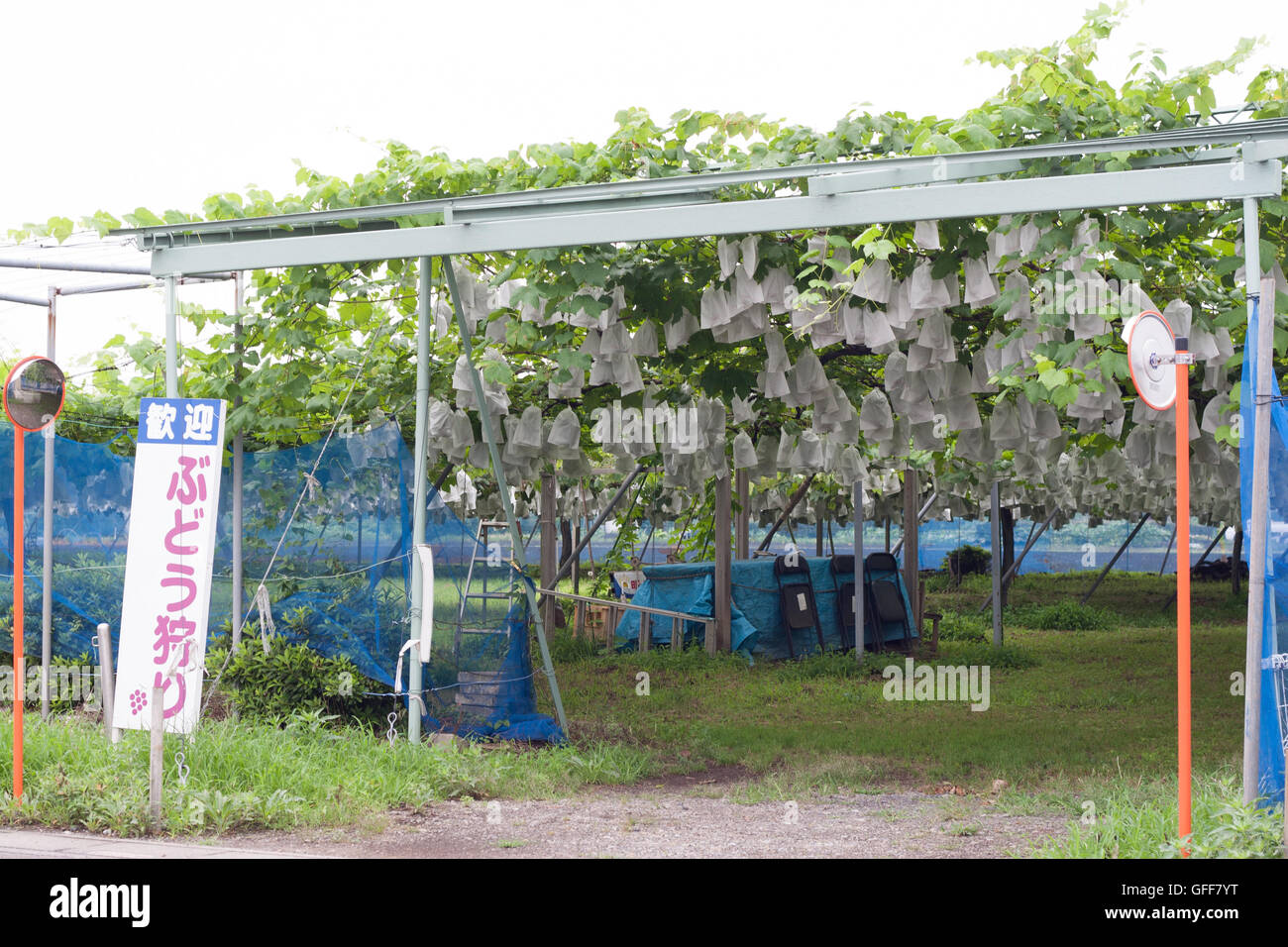 Japanese grape farm for tourists called Budou Gari Stock Photo - Alamy
