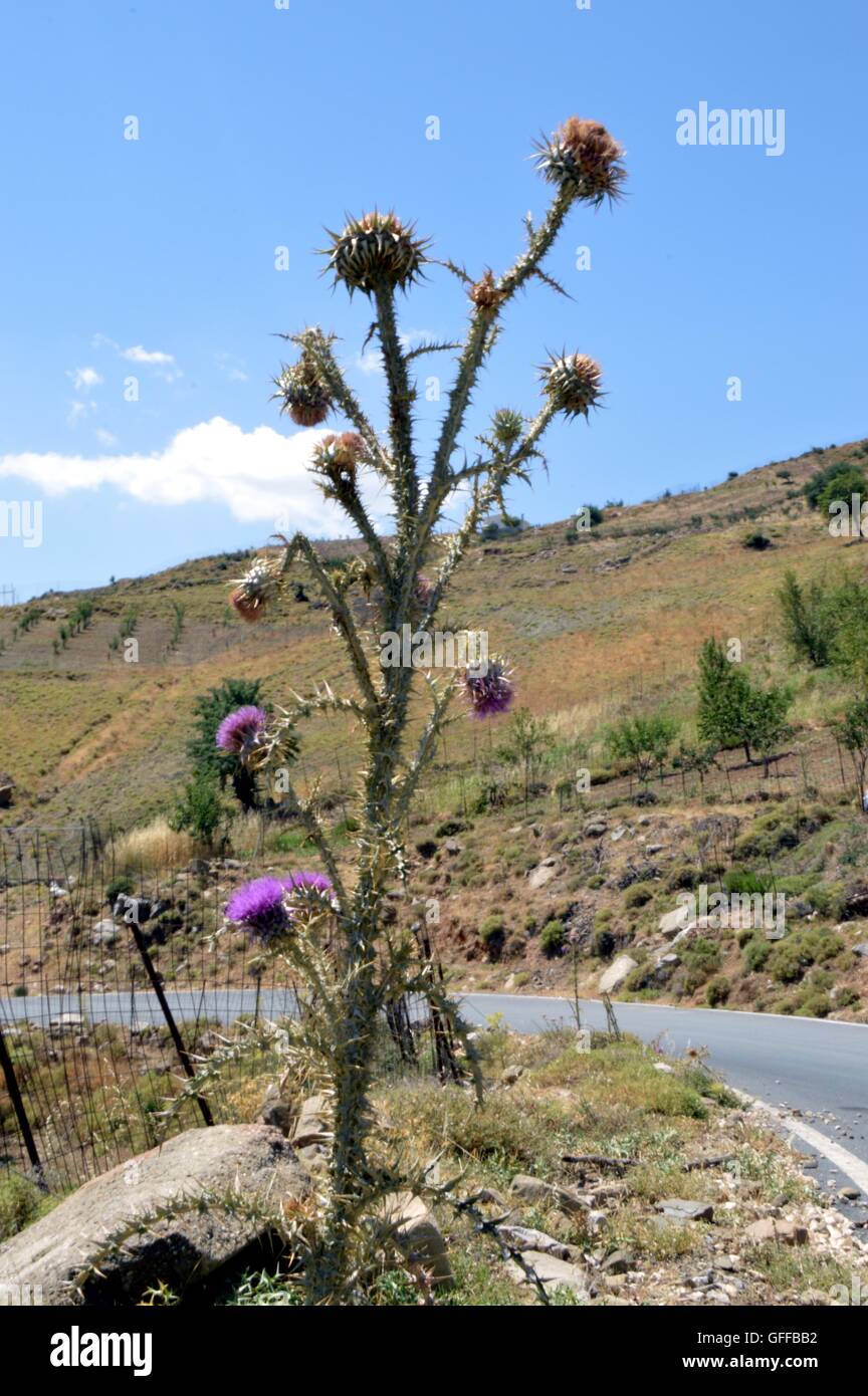 Beautiful garden flowers,summer flower background Stock Photo - Alamy