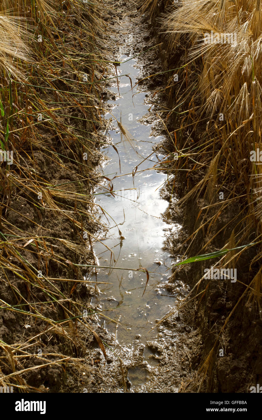Sunlight reflecting off a rain filled tractor rut in a field of barley ...