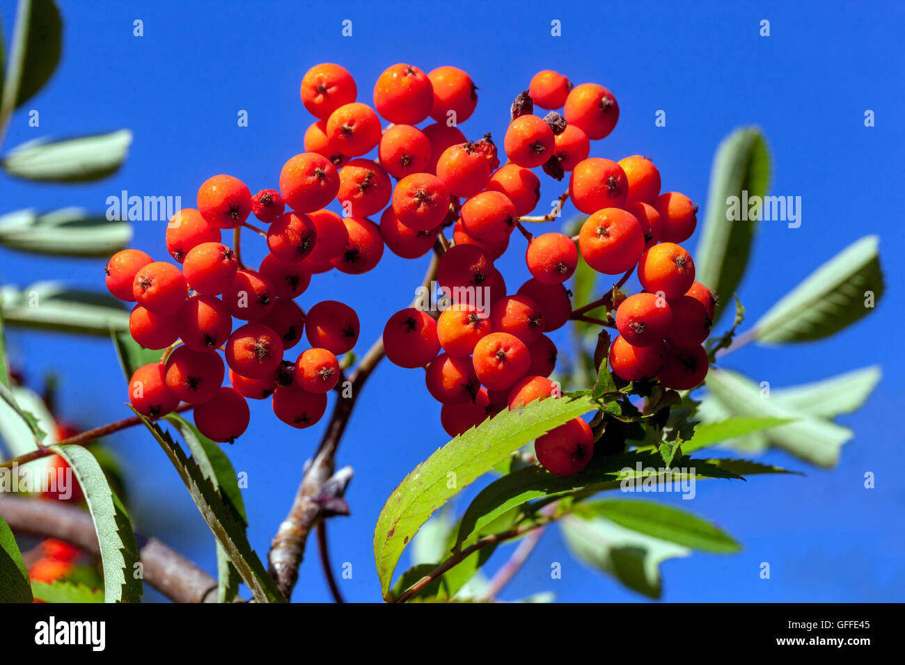 European Rowan Sorbus aucuparia, mountain-ash red autumn berries Stock ...