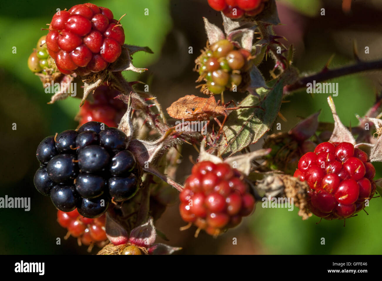 Ripe, ripening, and unripe wild blackberries Stock Photo - Alamy