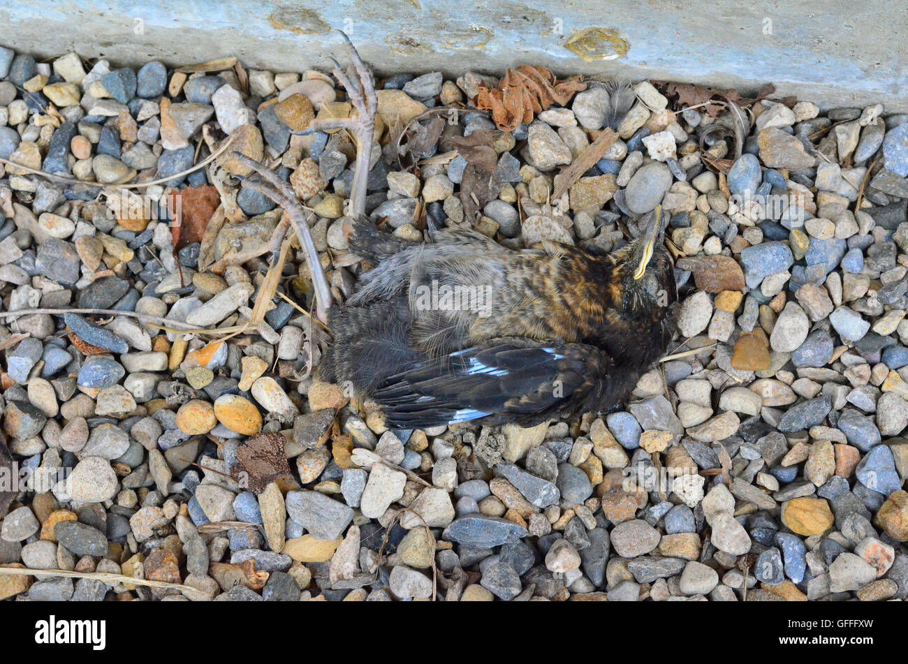 Dead bird on gravel Stock Photo - Alamy