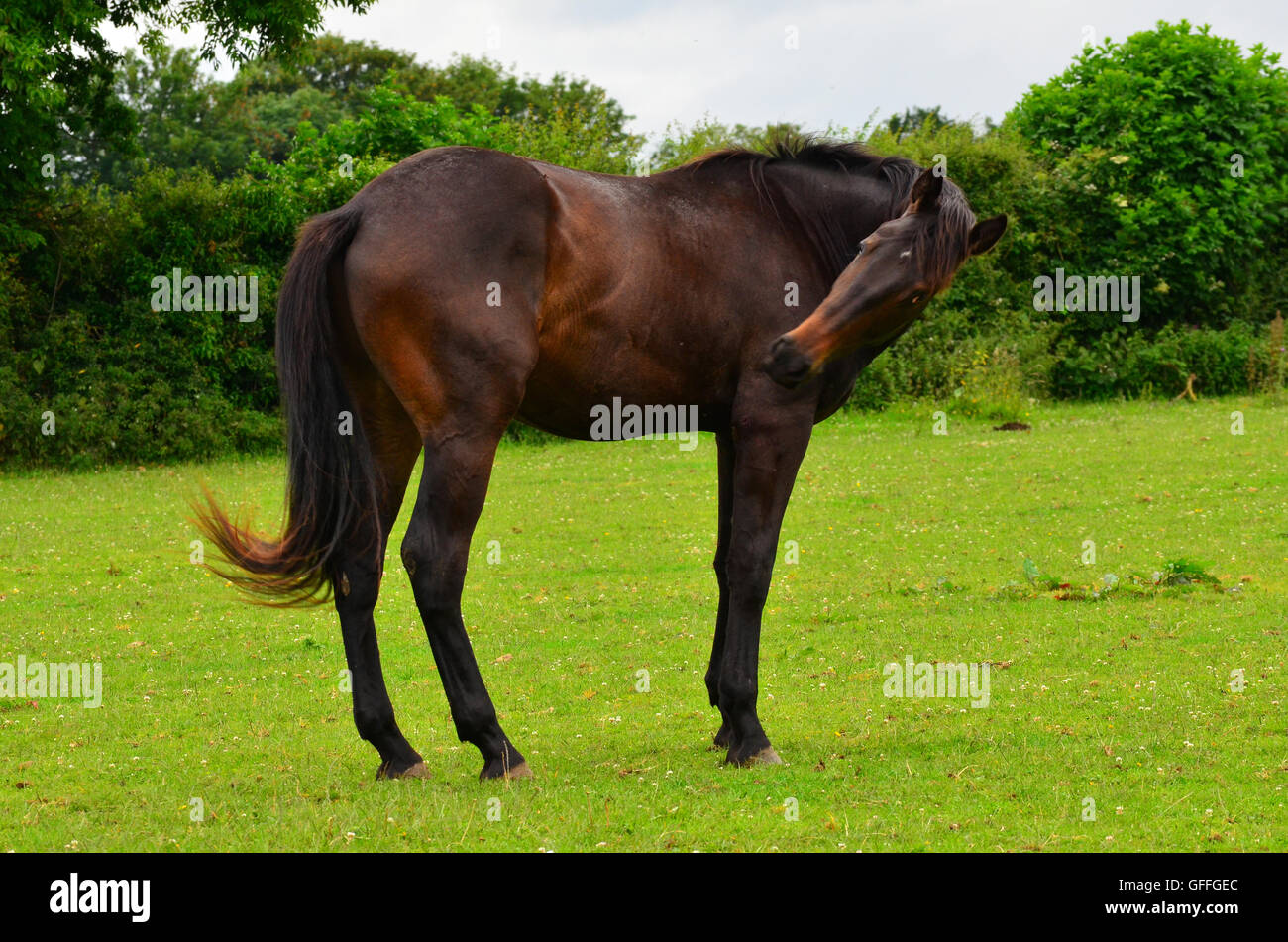 Brown horse in a farm paddock Stock Photo - Alamy
