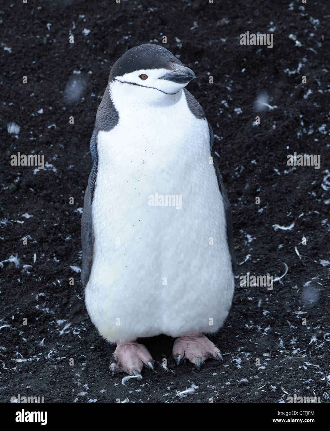 A Chinstrap Penguins (Pygoscelis antarctica) stands on black volcanic ...