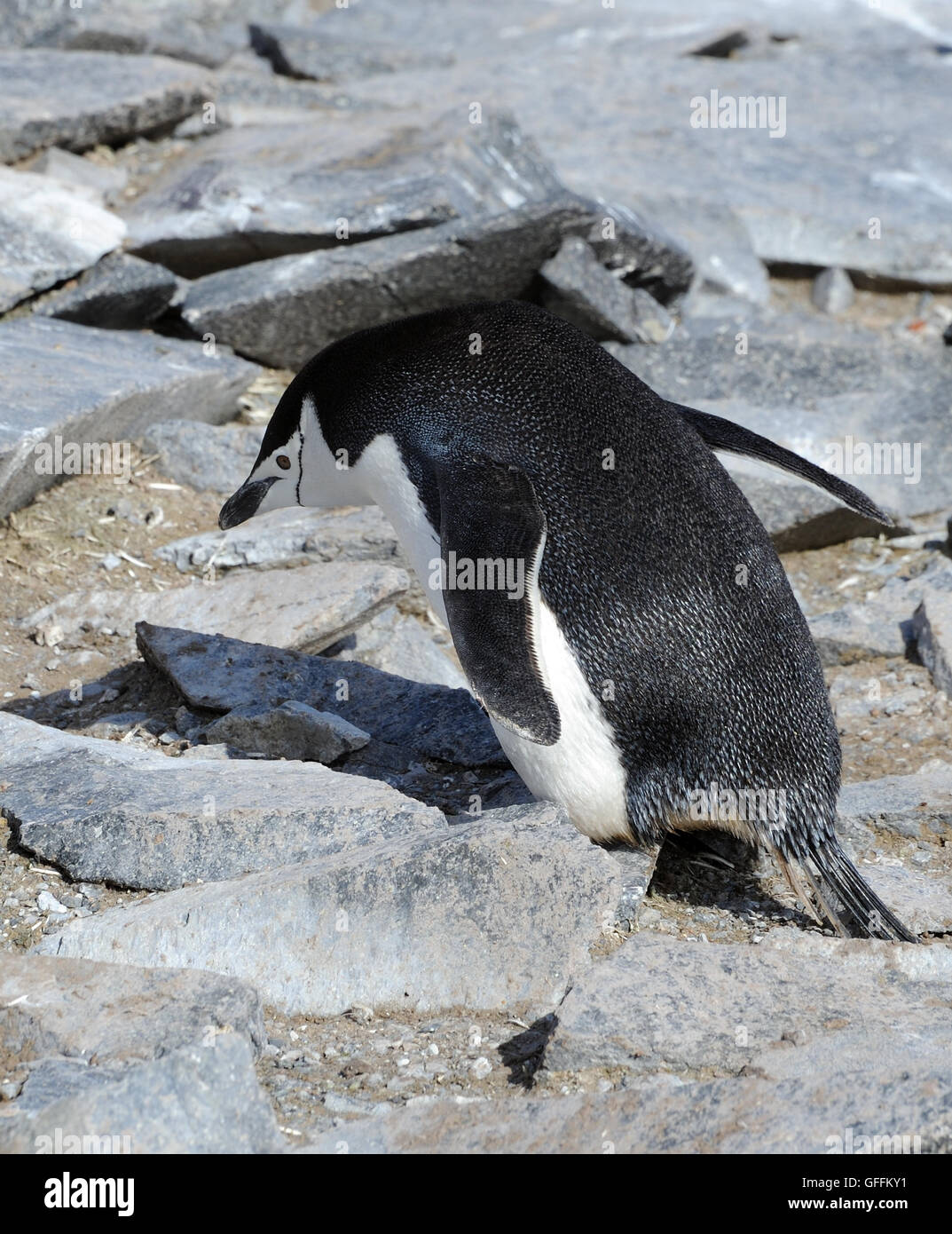 A Chinstrap Penguins (Pygoscelis antarctica) negotiates a steep rocky ...