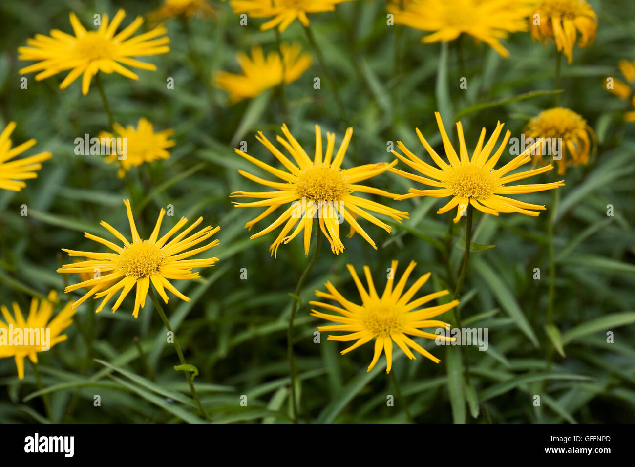 Yellow ox eye buphthalmum salicifolium hi-res stock photography and ...