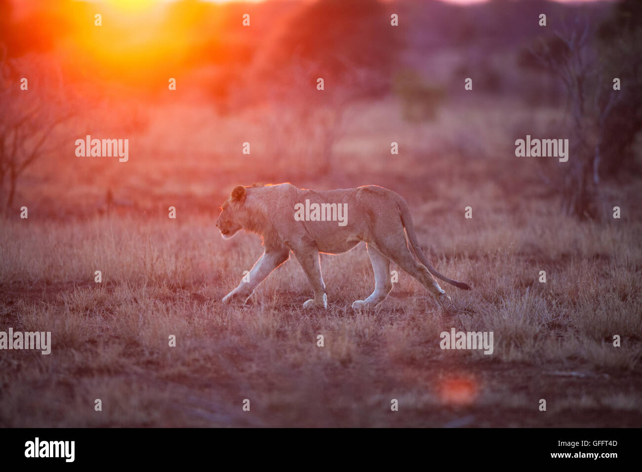 Orange lioness hi-res stock photography and images - Alamy