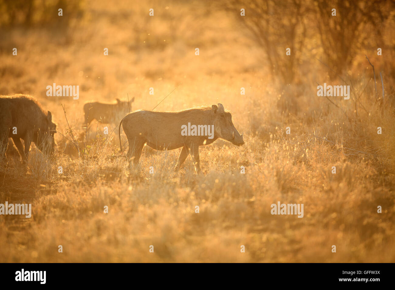 Warthogs roaming through their natural habitat Stock Photo - Alamy