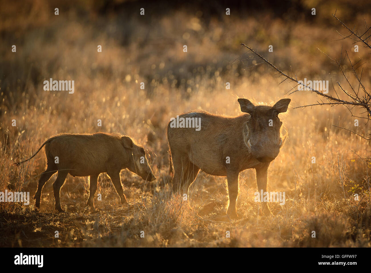 Warthog roaming hi-res stock photography and images - Alamy