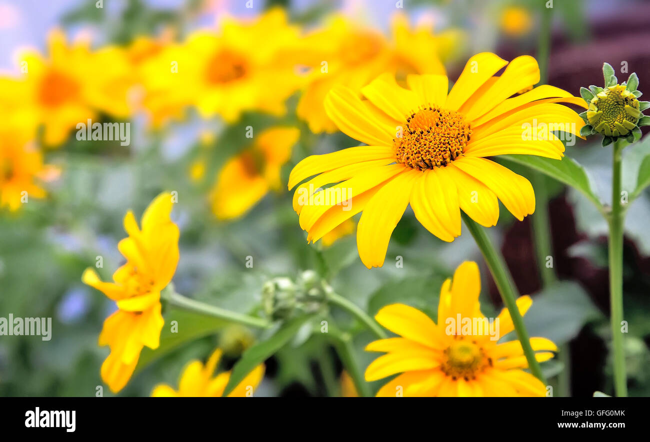 Big beautiful flower of yellow color blossoming in a garden against ...
