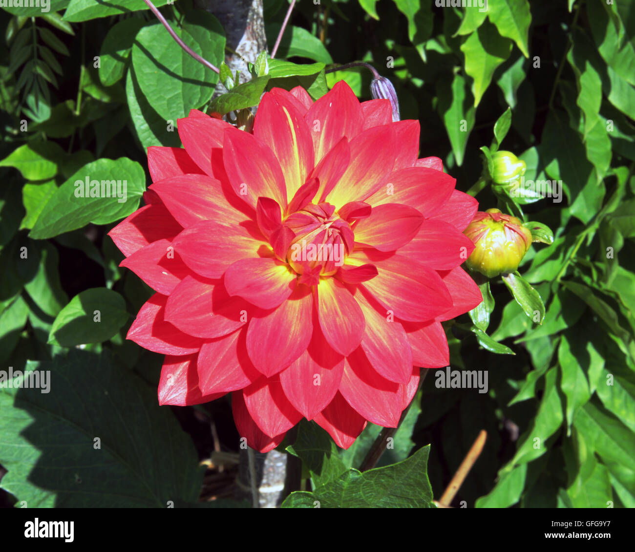 Dahlia decorative Scaur Swinton Stock Photo - Alamy
