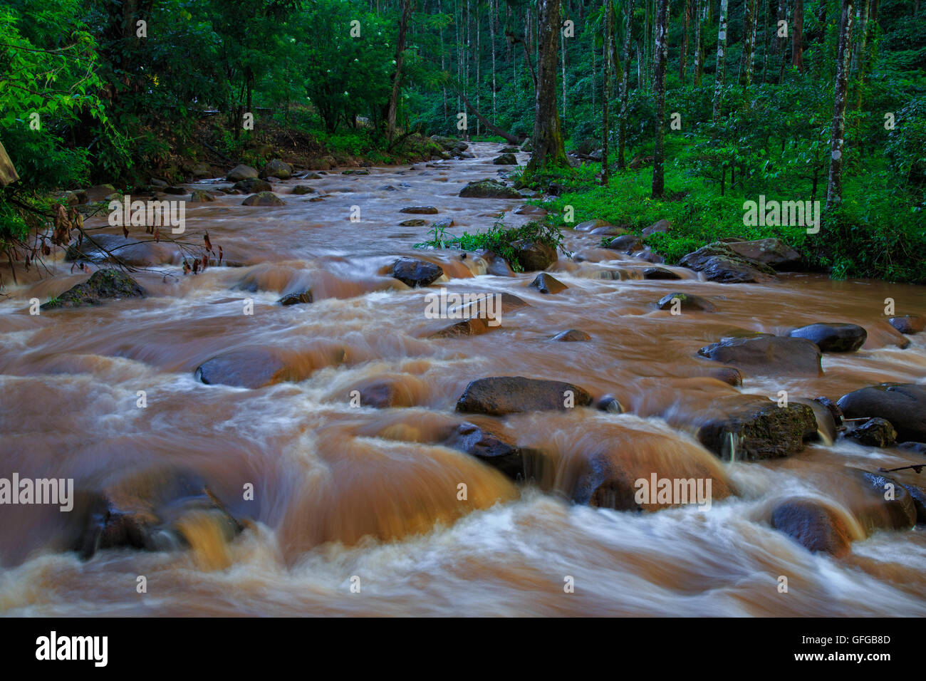 A Stream flowing through Coffee Plantations in Chikmagalur (Karnataka ...