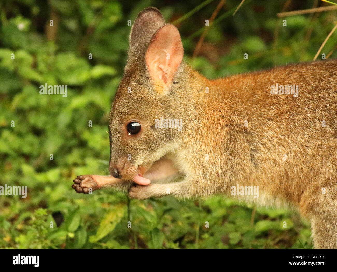 Pademelon marsupial hi-res stock photography and images - Alamy
