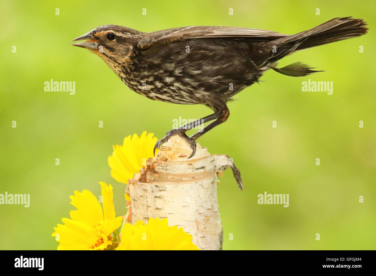 A female Red-winged Blackbird calling from a birch Stock Photo - Alamy