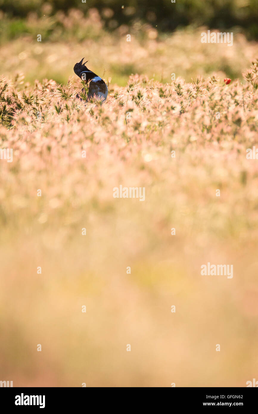 Little Bustard (Tetrax tetrax) male vocalising at lek. Lleida province ...