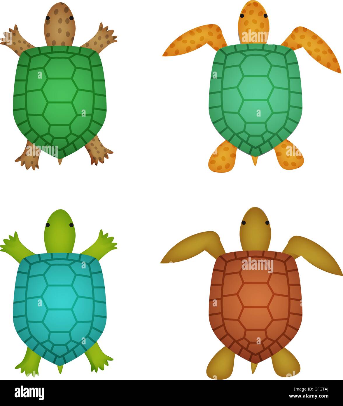 Tortoise Vector