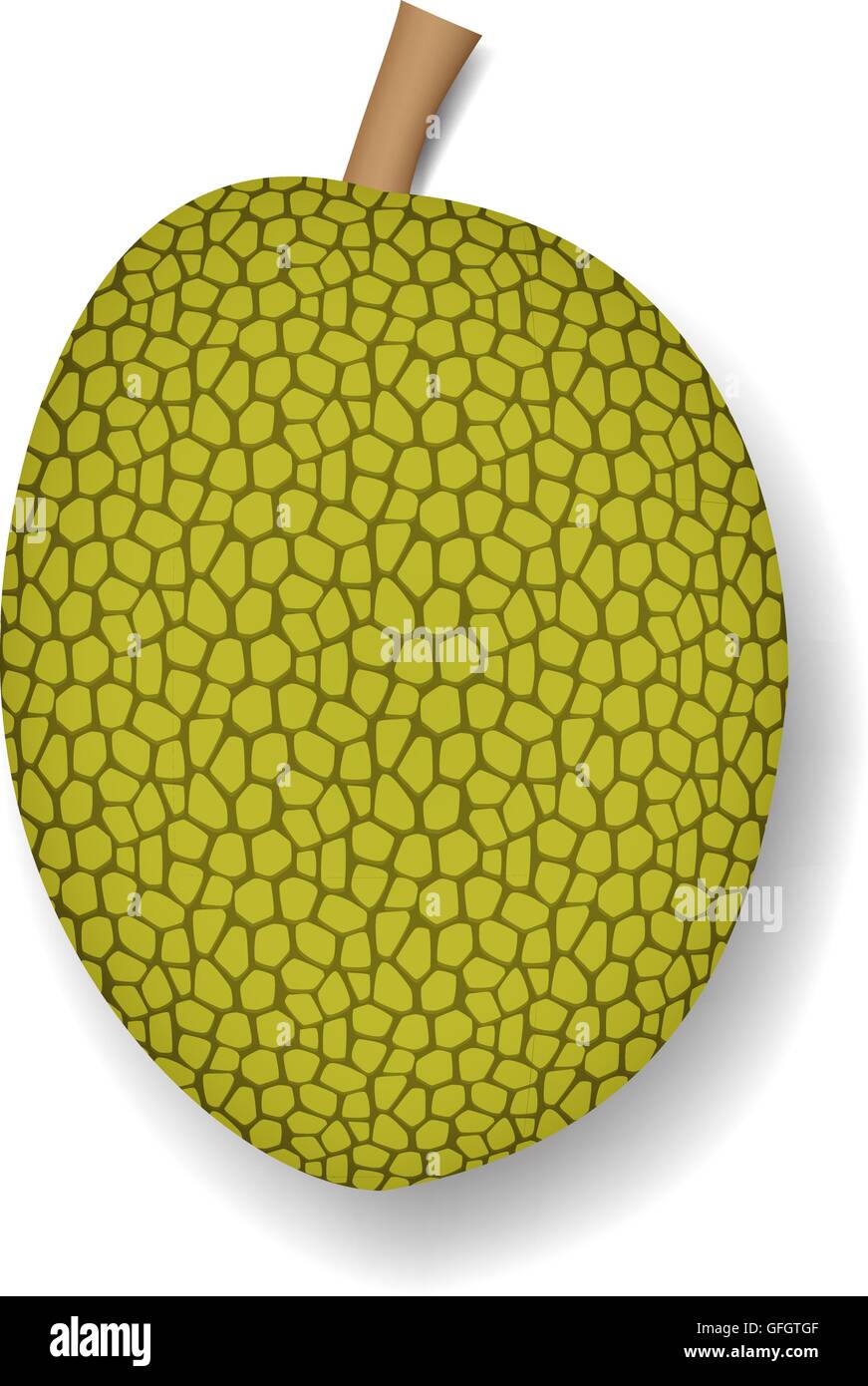 Jackfruit Vector