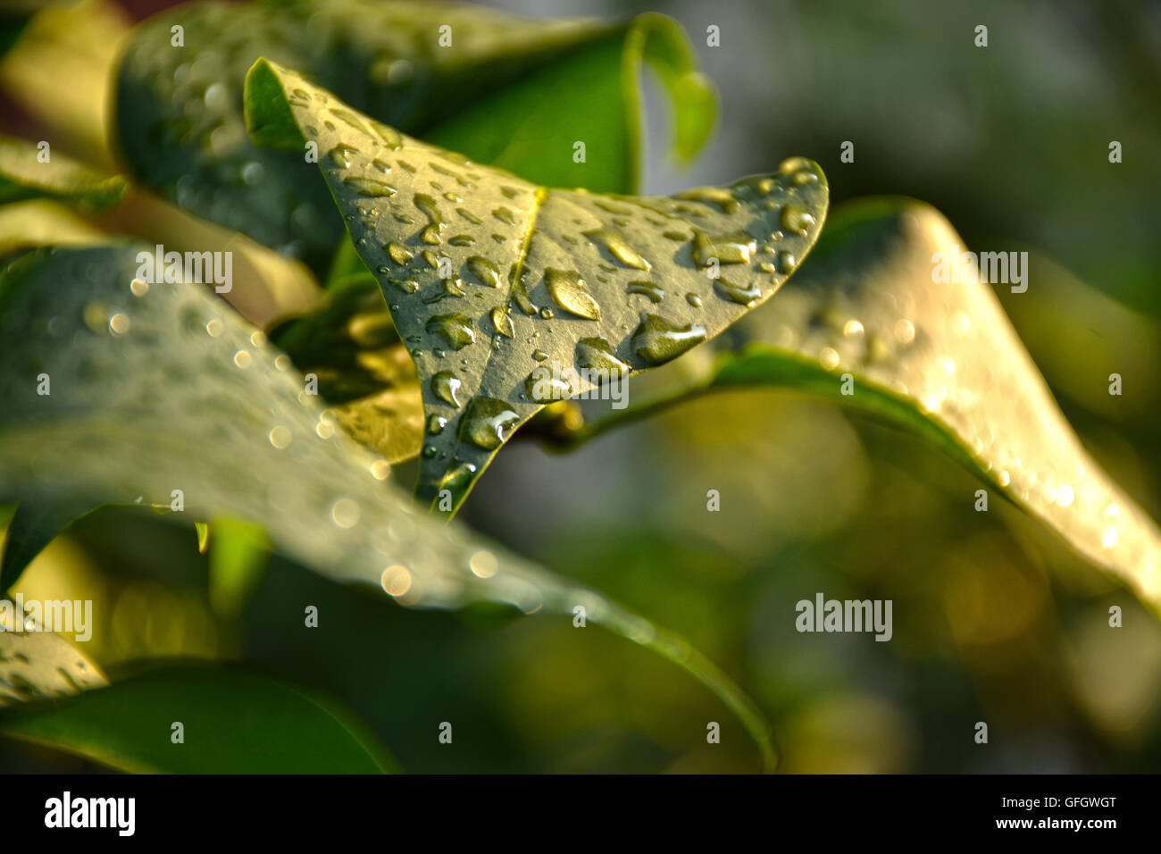 Early summer morning after a rain Stock Photo - Alamy