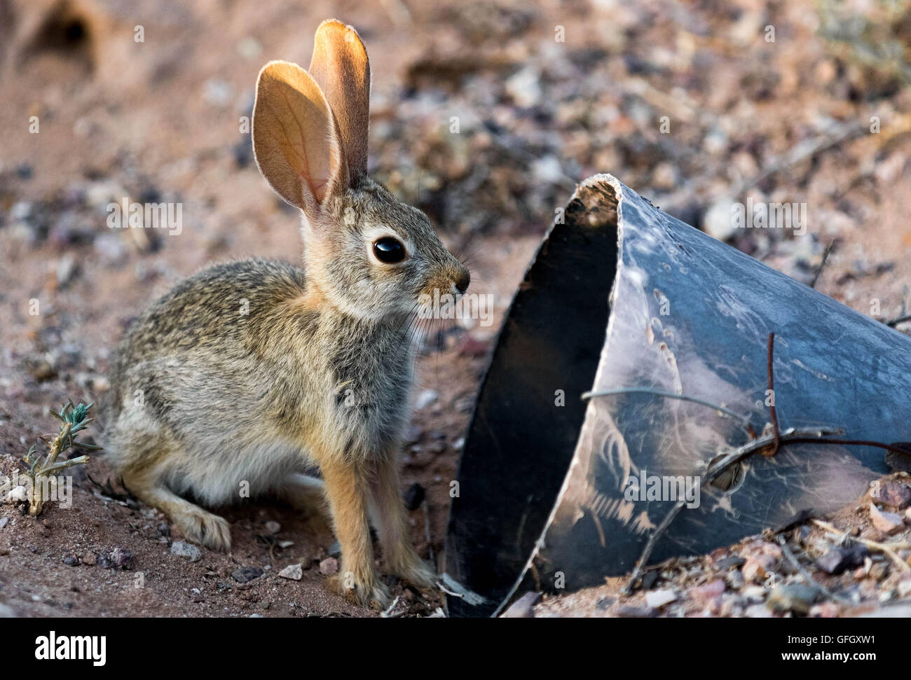 Arizona Desert Hare High Resolution Stock Photography and Images - Alamy