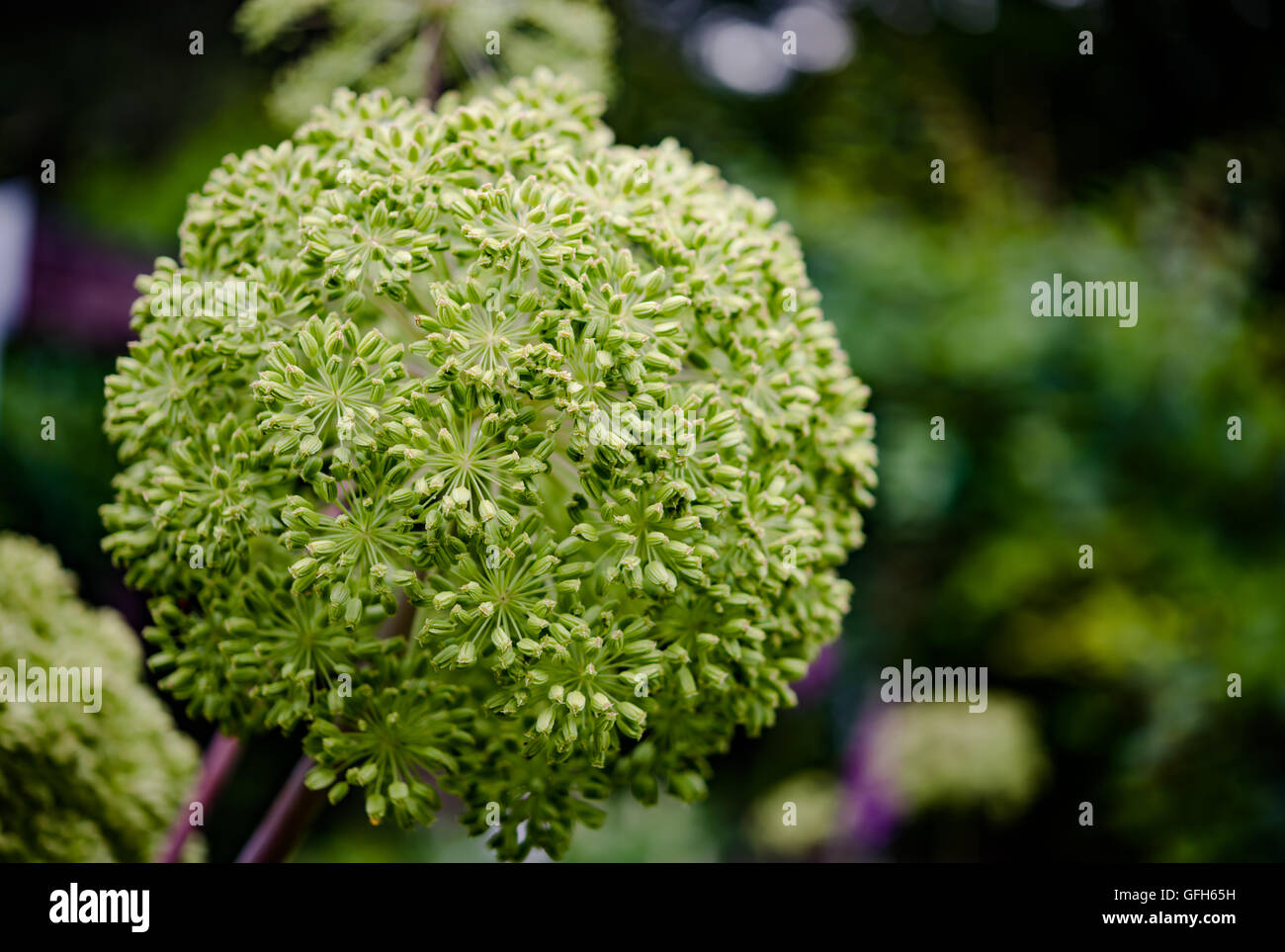 Magic flowers hi-res stock photography and images - Alamy