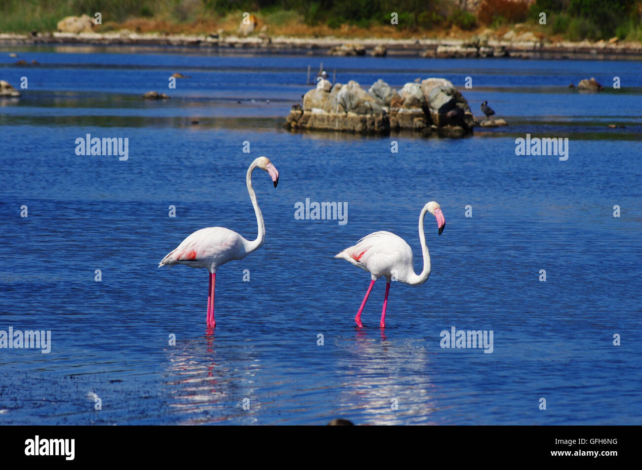 Sardinia Wildlife High Resolution Stock Photography and Images - Alamy