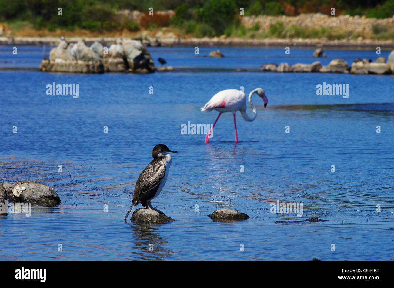 Sardinia Wildlife High Resolution Stock Photography and Images - Alamy
