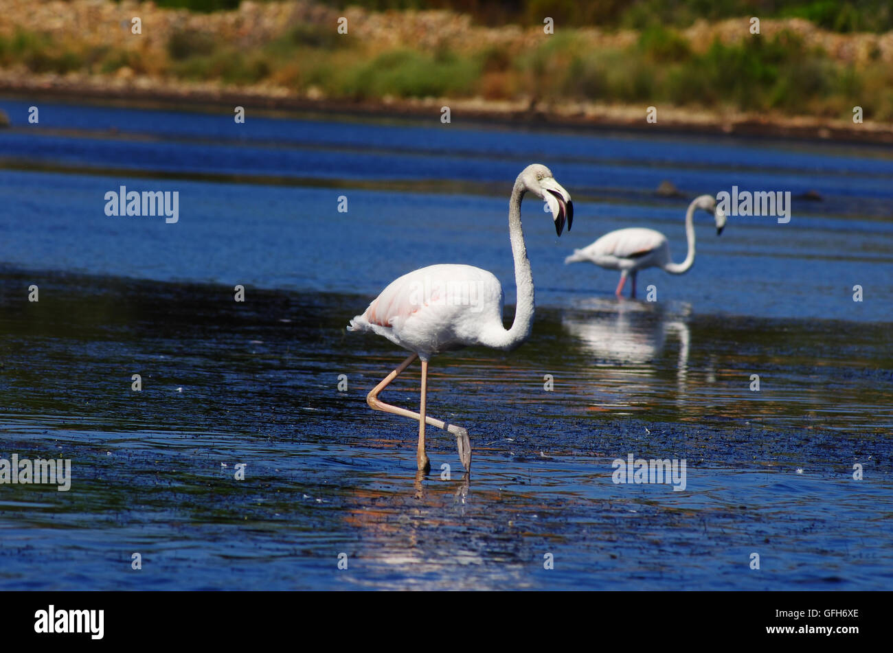 Sardinia Wildlife High Resolution Stock Photography and Images - Alamy