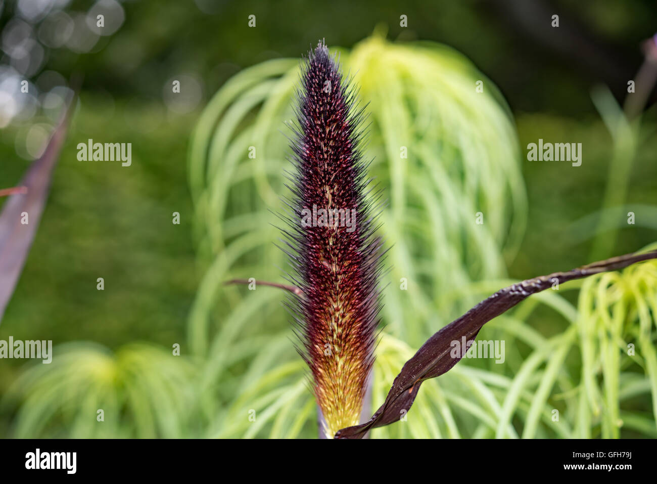 magic flowers in the evening light at the meadow Stock Photo - Alamy