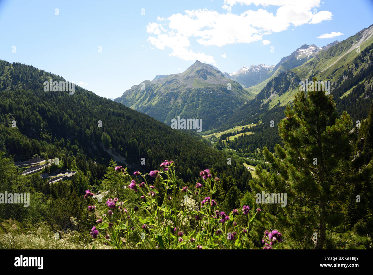 A view in the Alpine region of Switzerland with mountains and Pine ...