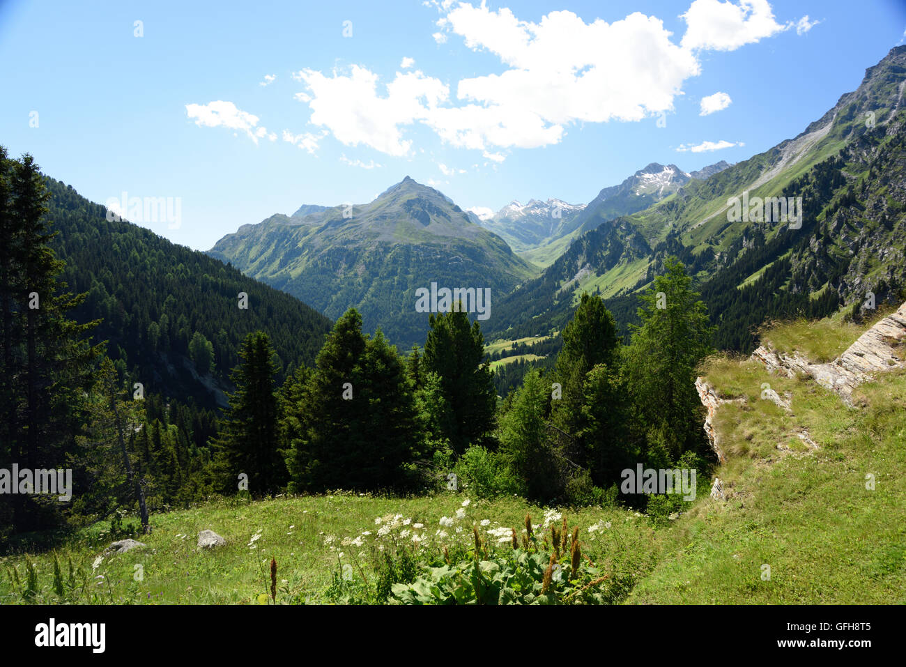 A view in the Alpine region of Switzerland with mountains and Pine ...