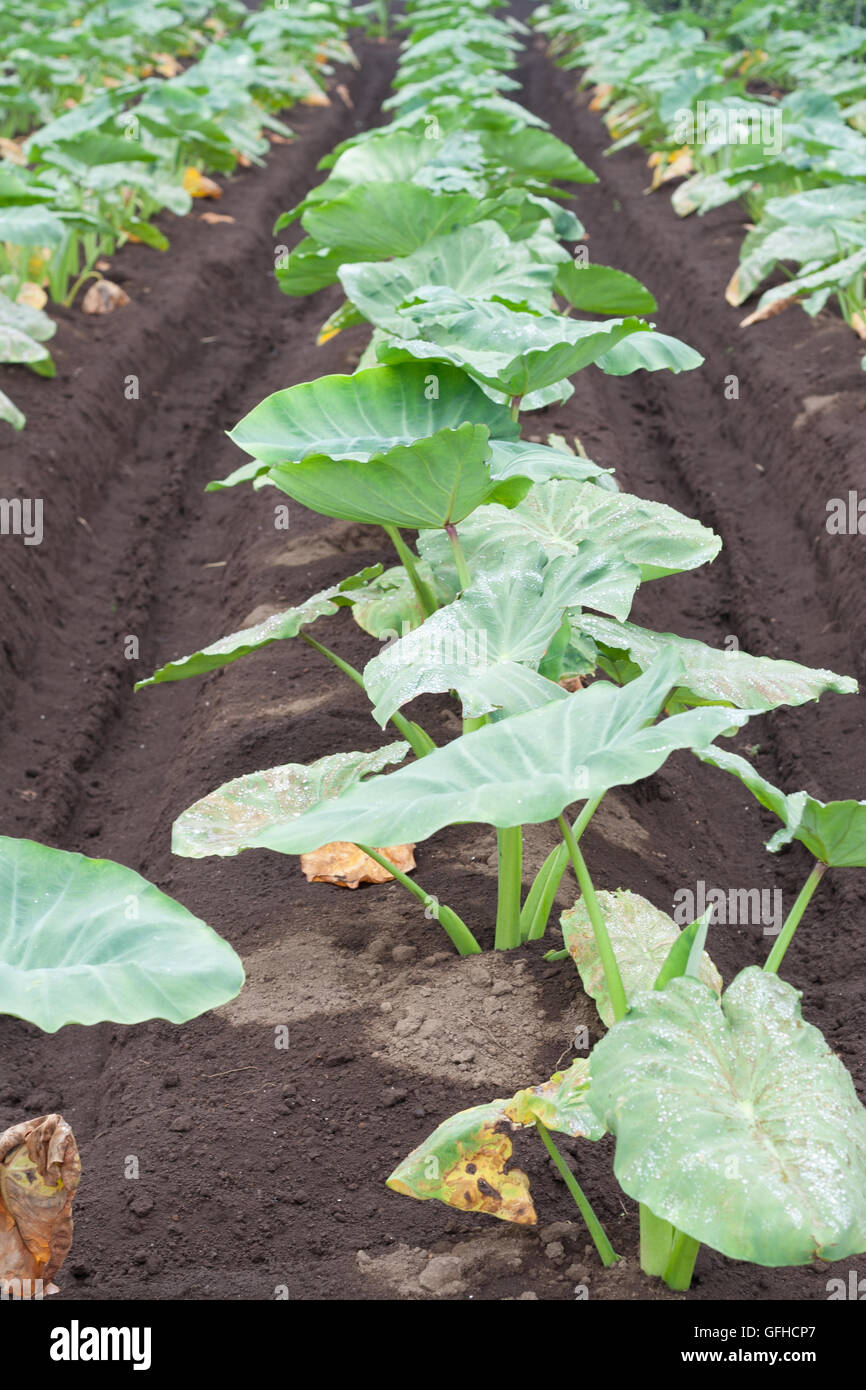 Farm of Japanese Taro called Satoimo Stock Photo - Alamy