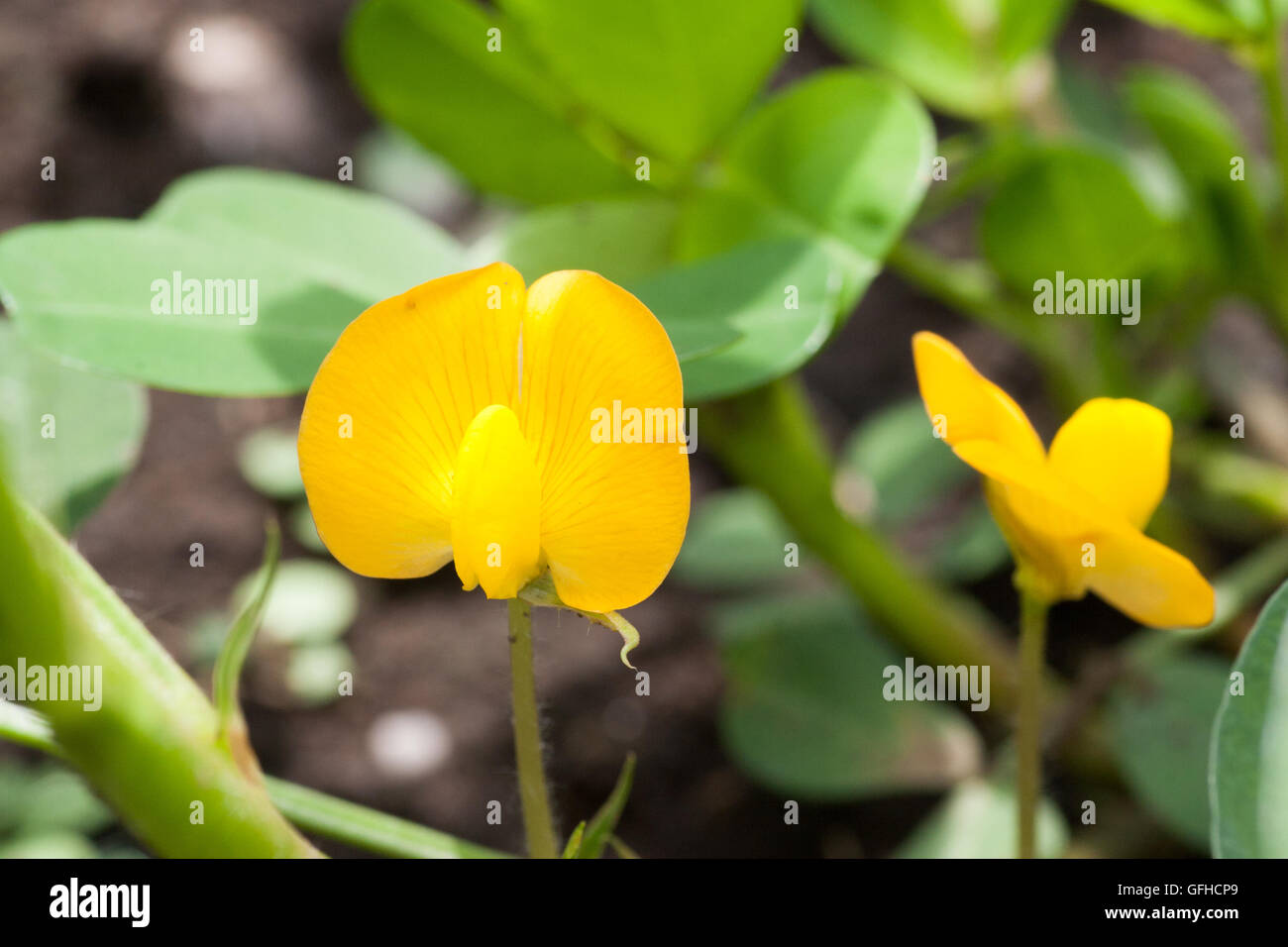 Flower of peanuts in full bloom Stock Photo - Alamy