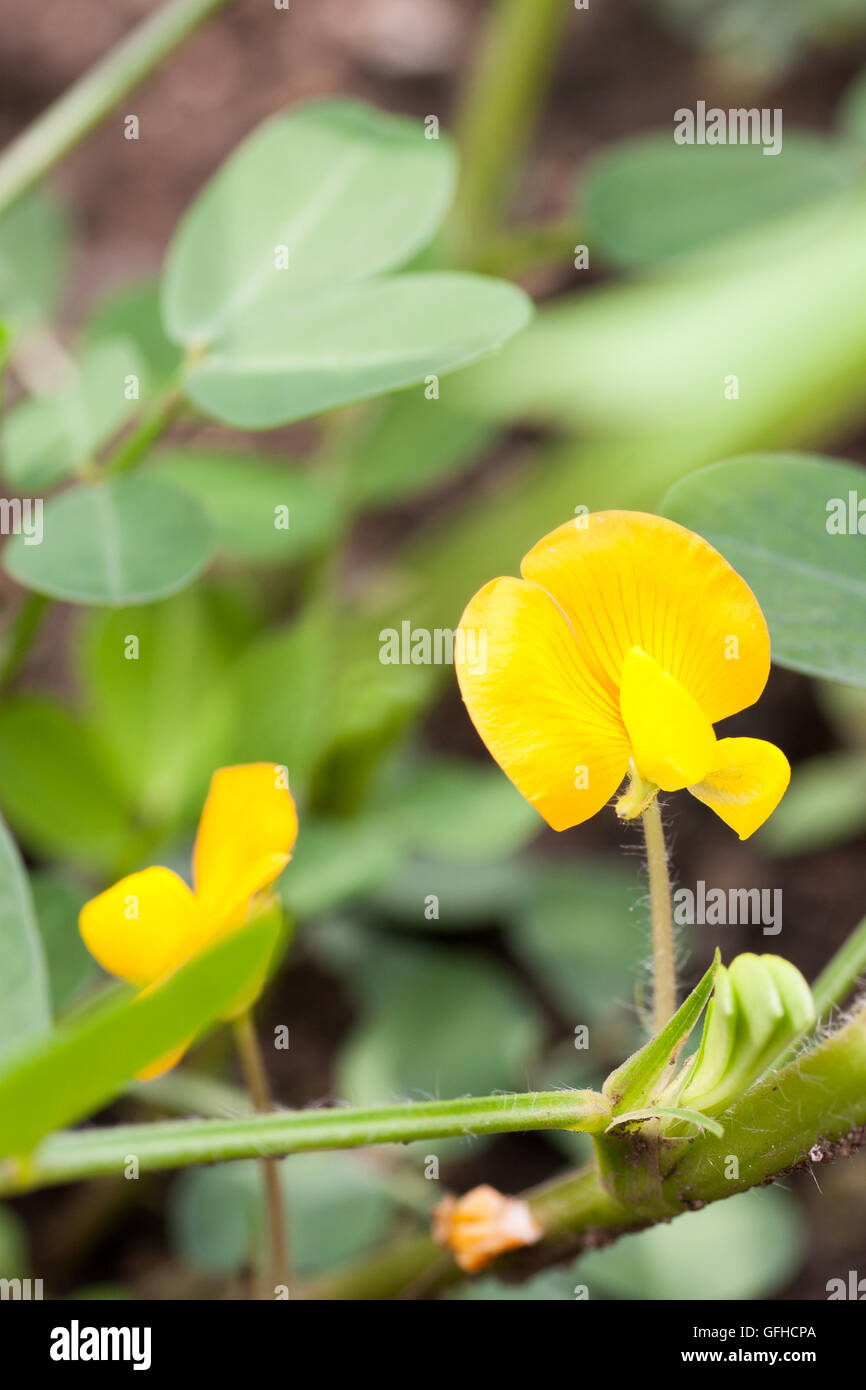 Peanut plant flower hi-res stock photography and images - Alamy