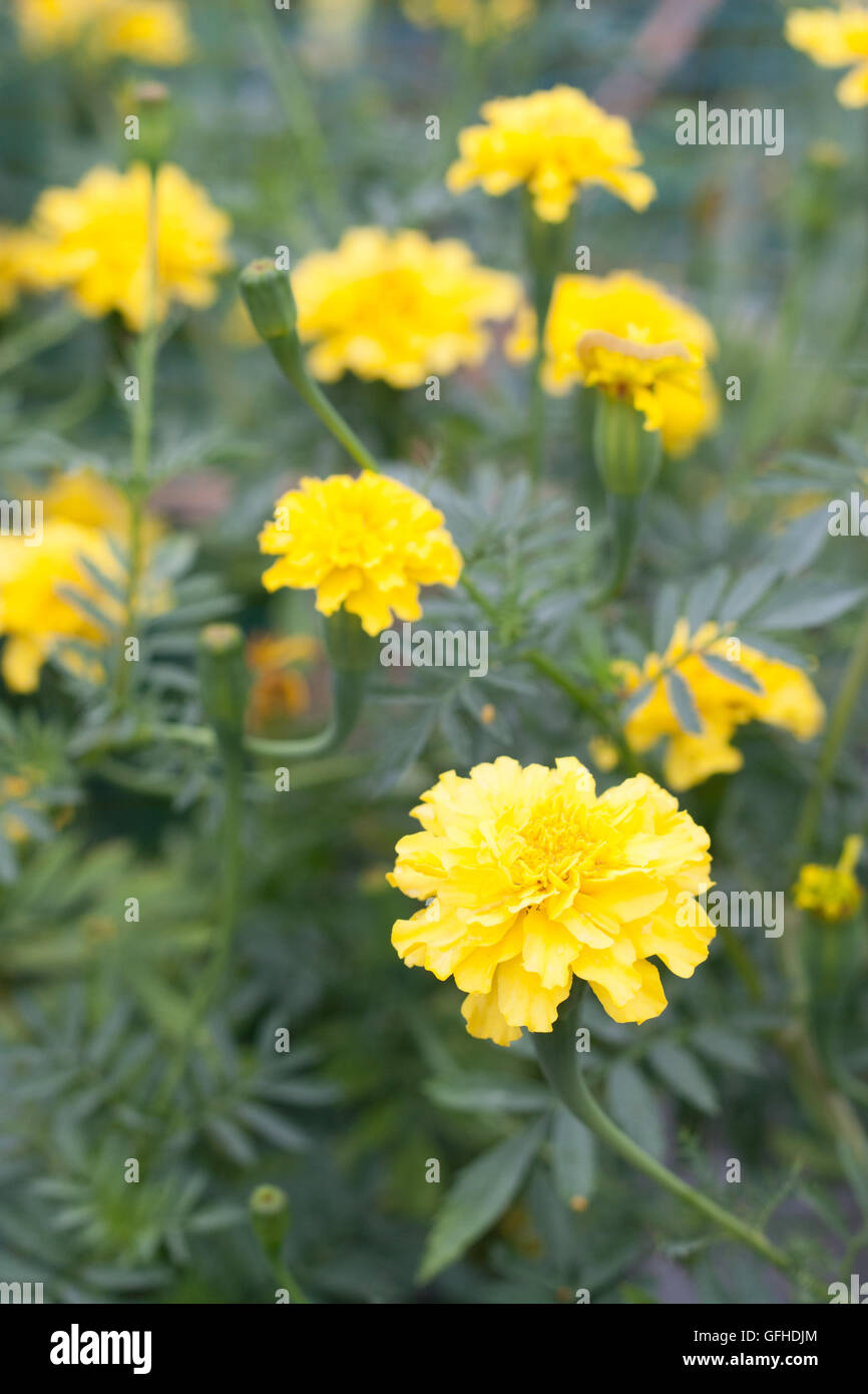 Yellow tagetes also known as marigold in full bloom Stock Photo - Alamy