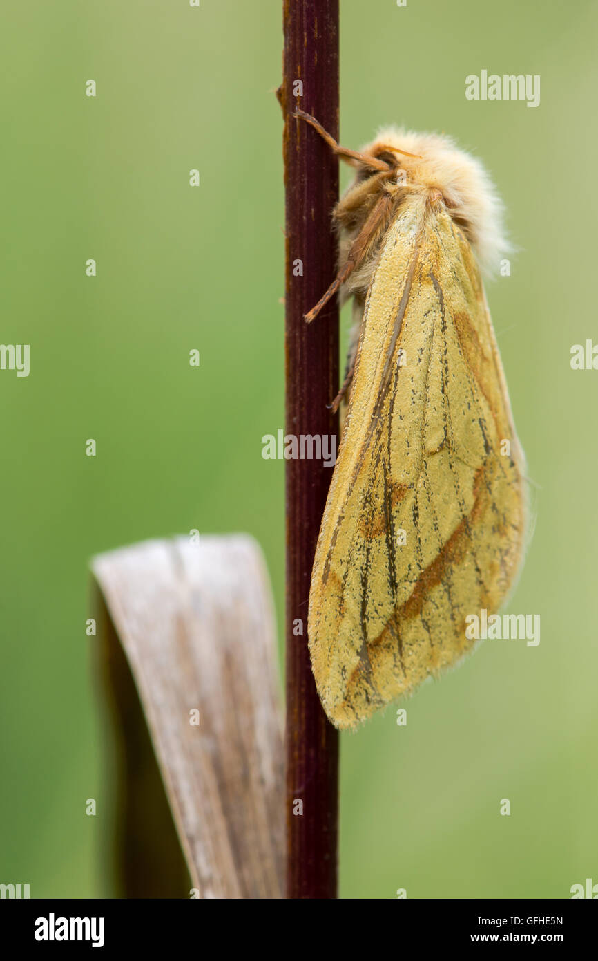 Ghost moth (Hepialus humuli) female at rest. Worn moth in the family ...
