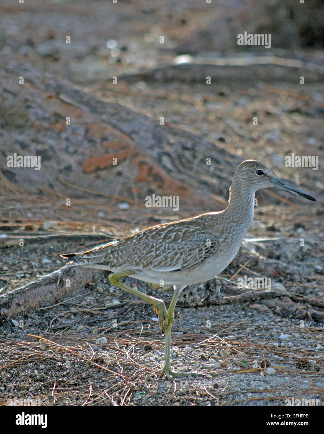 Key biscayne hi-res stock photography and images - Alamy