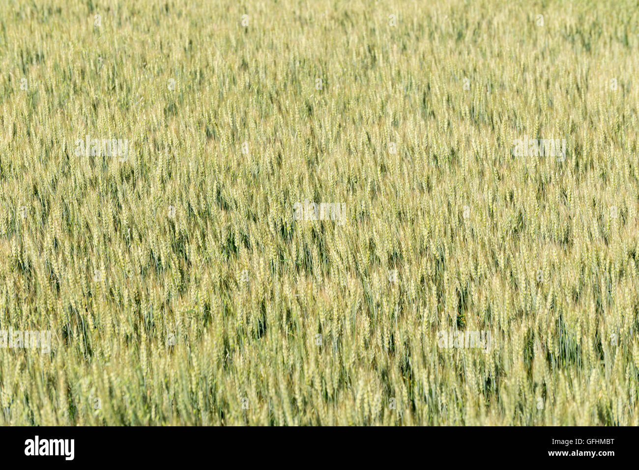 Wheat field texture background Stock Photo - Alamy