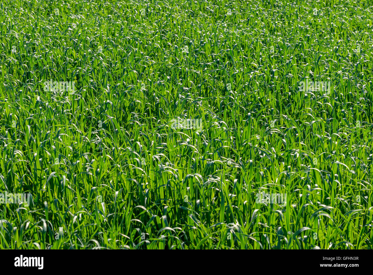 Corn plant field texture background Stock Photo - Alamy
